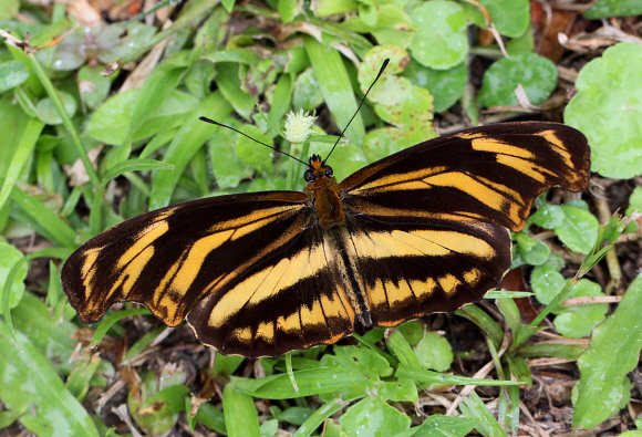 Tiger Longwing - Learn Butterflies